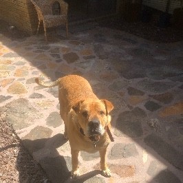 Fred's Big Run - jack binns